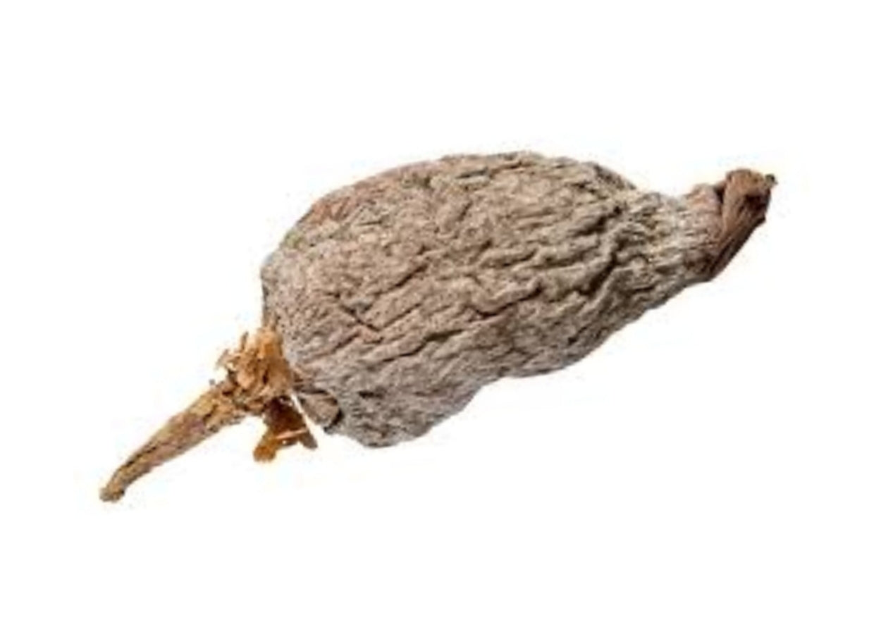 Alligator Pepper (Native) – angelicpurenaturalproducts